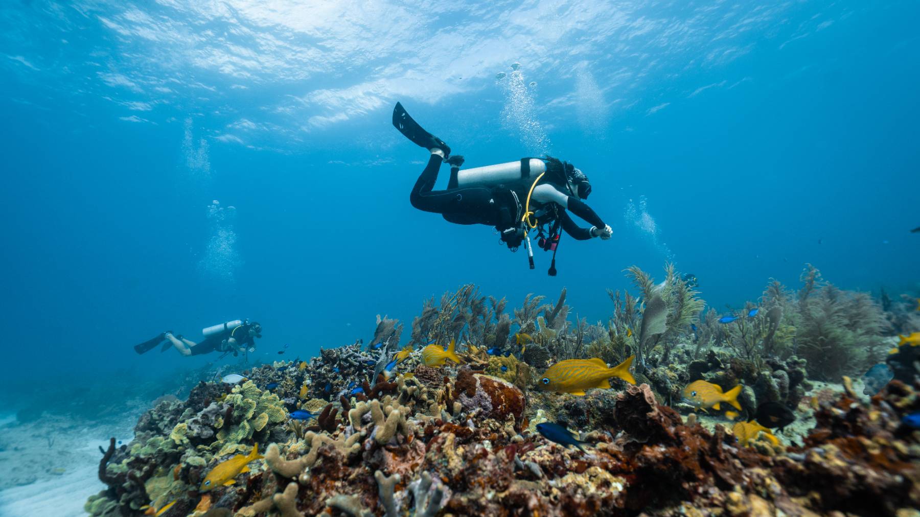 Best Caribbean Islands For Diving - Easy Travel Dude